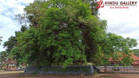 Sri Kathyayani Temple Cherthala I Signifiance I Hindu Gallery